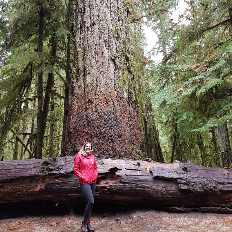 Ancient Forest, Cathedral Grove - Explorking
